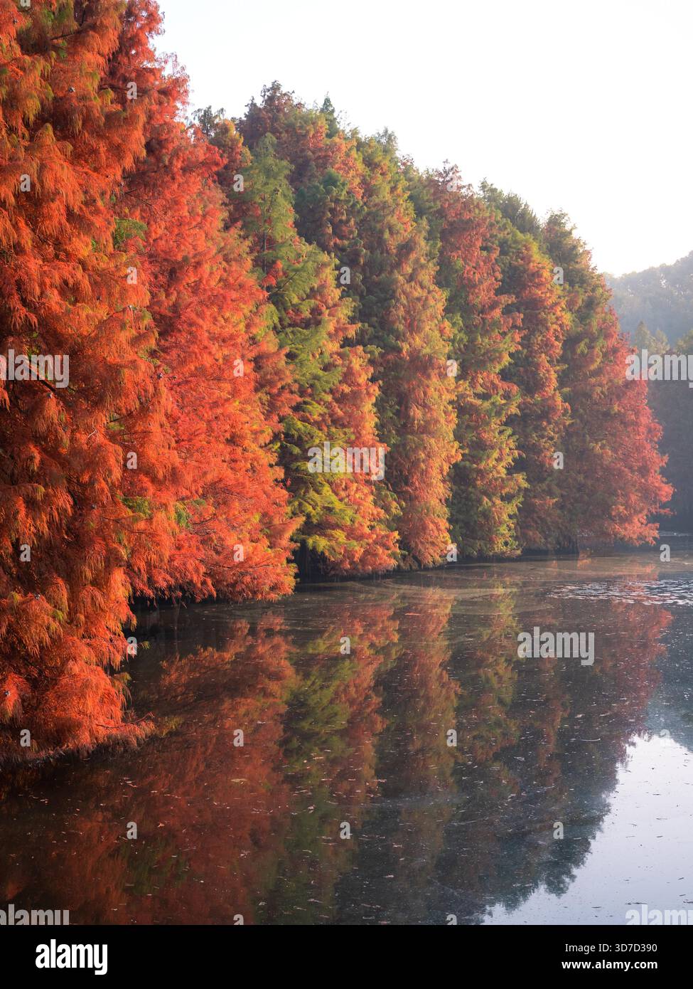 Metasequoia forest by Yanque Lake in Nanjing City, east China's Jiangsu Province, 22 November ...