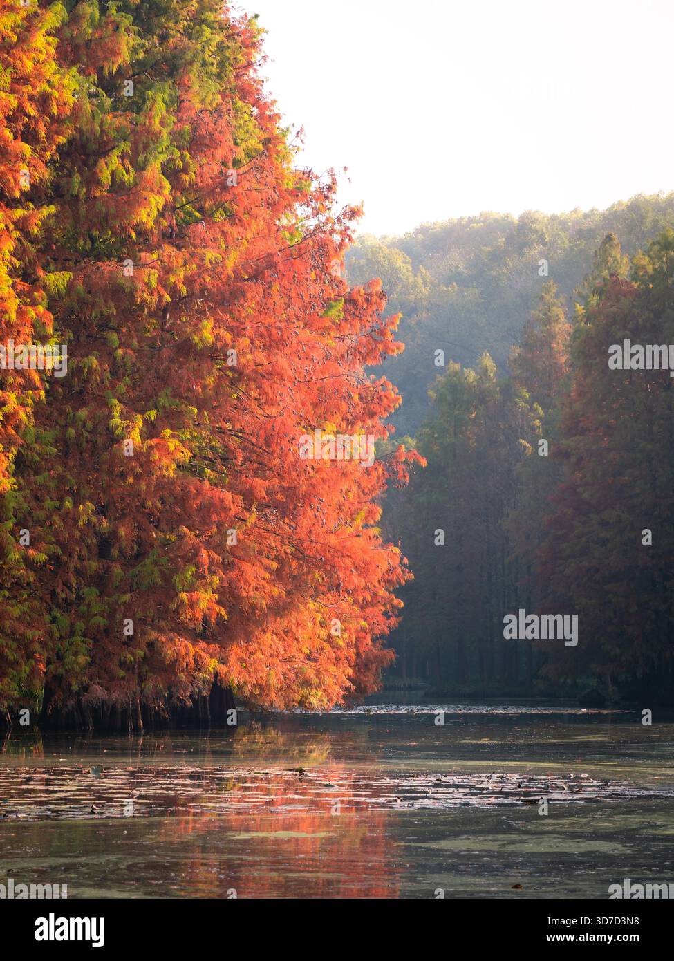 Metasequoia forest by Yanque Lake in Nanjing City, east China's Jiangsu Province, 22 November ...