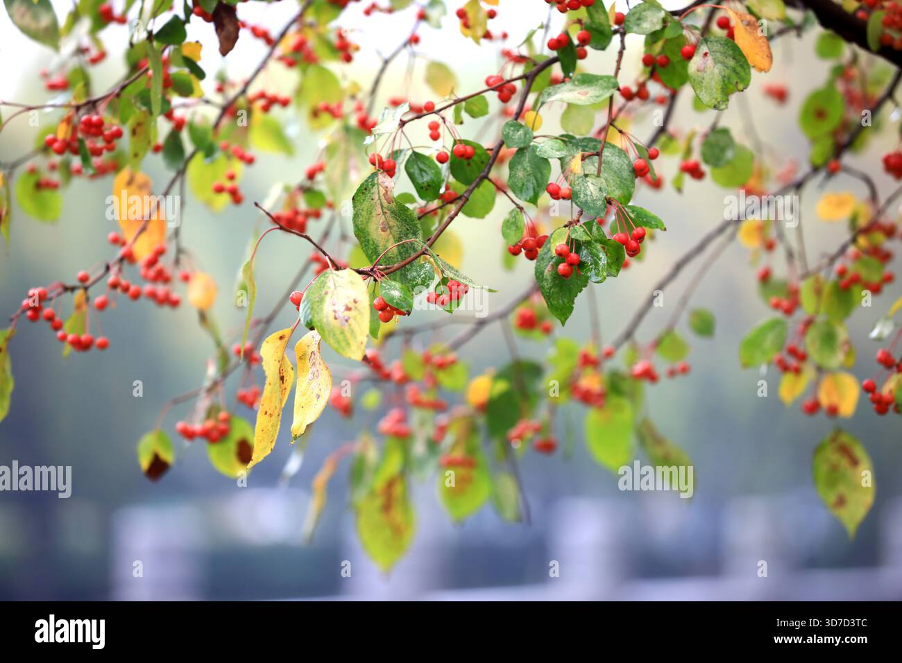 Crab apples are in the tree in Huai'an City, east China's Jiangsu ...