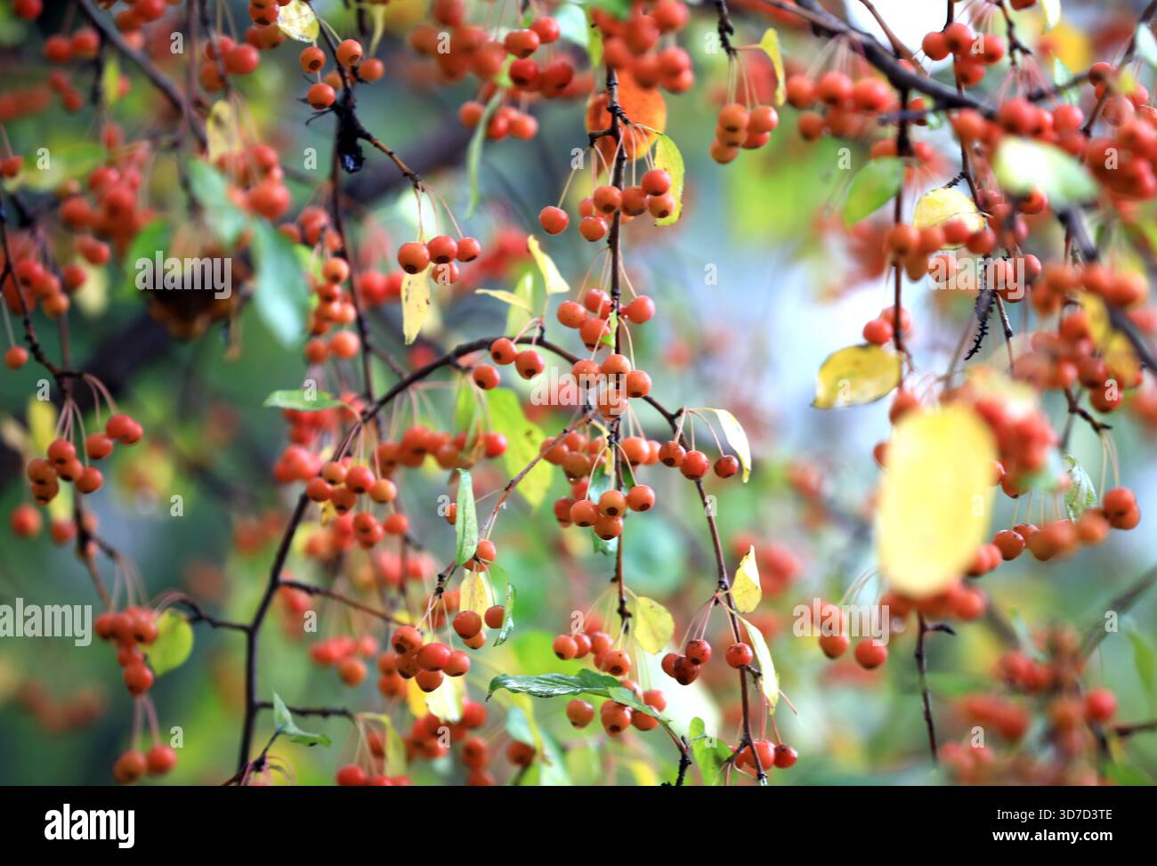 Crab apples are in the tree in Huai'an City, east China's Jiangsu ...