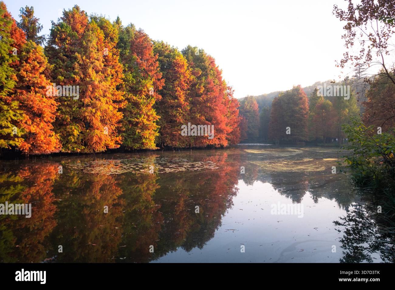 Metasequoia forest by Yanque Lake in Nanjing City, east China's Jiangsu Province, 22 November ...