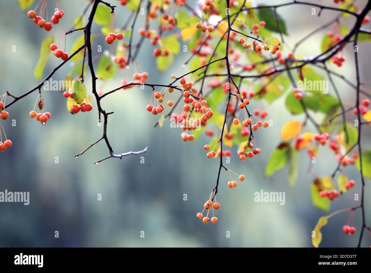 Crab apples are in the tree in Huai'an City, east China's Jiangsu ...
