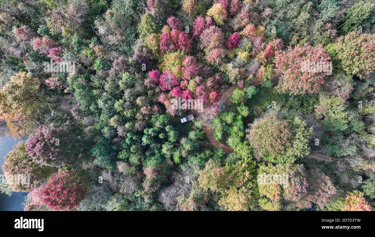 Aerial photo shows the red maple forest in Qianxinan Prefecture ...