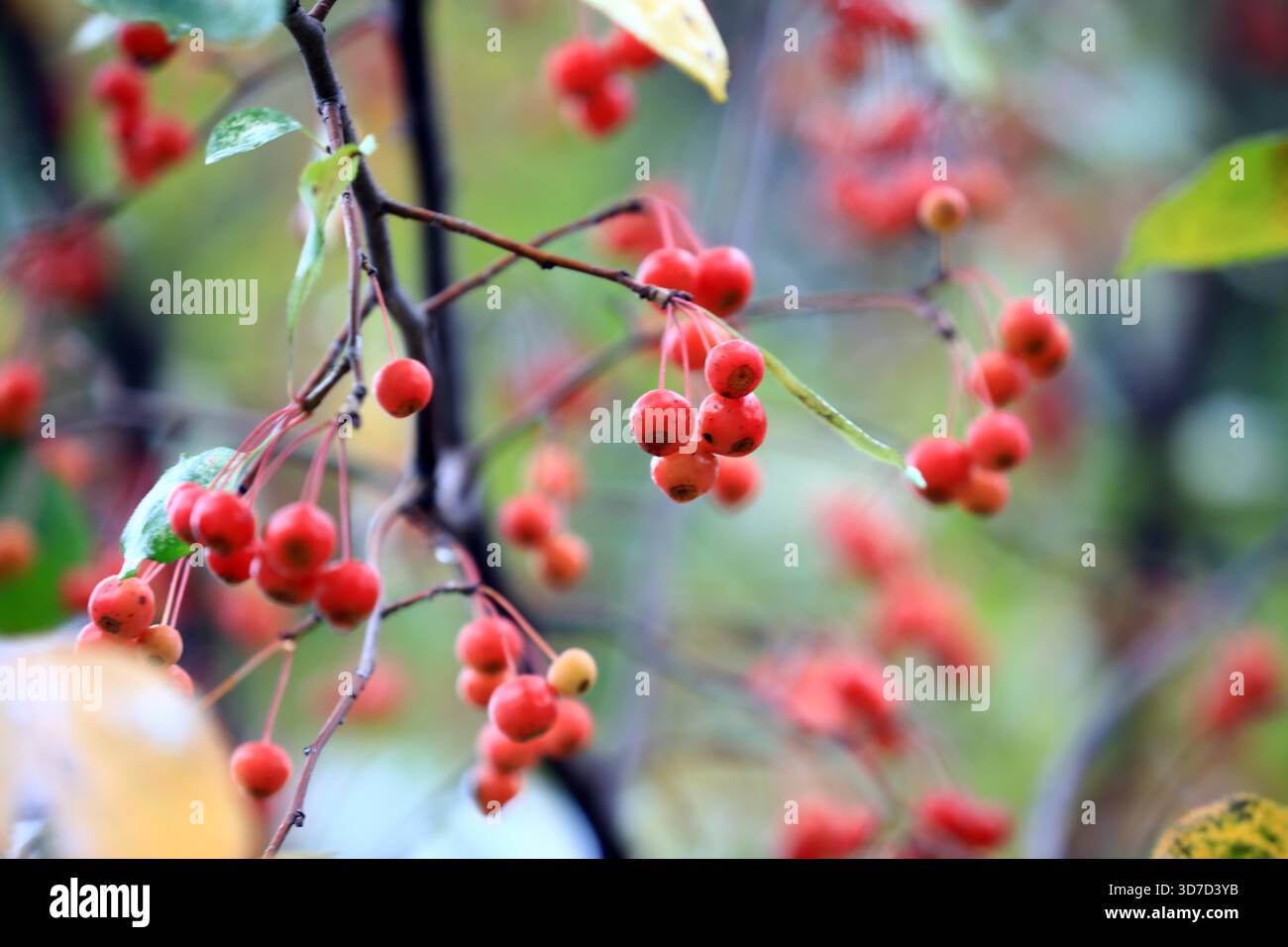 Crab apples are in the tree in Huai'an City, east China's Jiangsu ...