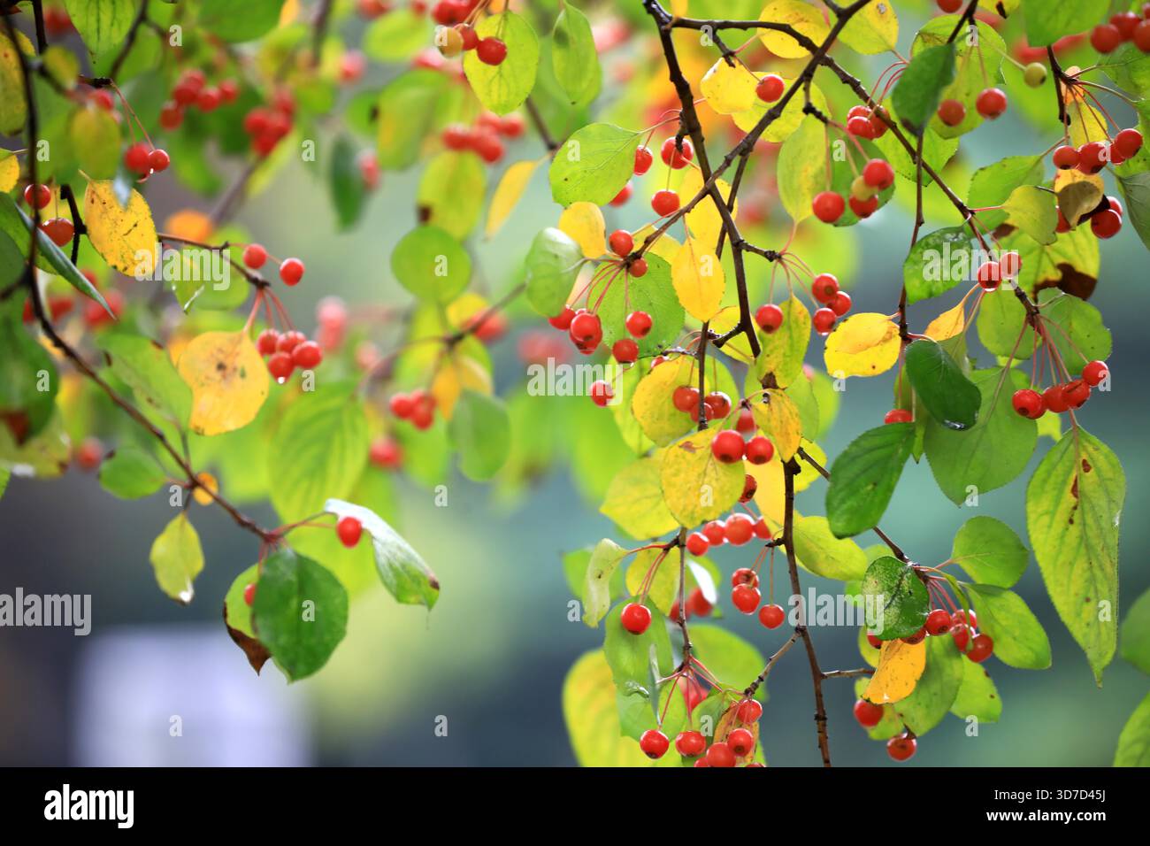 Crab apples are in the tree in Huai'an City, east China's Jiangsu ...