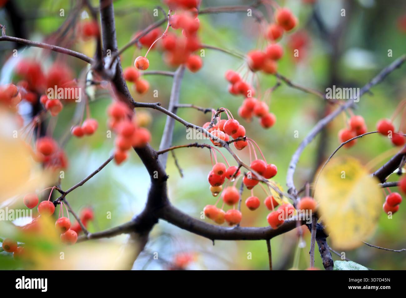 Crab apples are in the tree in Huai'an City, east China's Jiangsu ...
