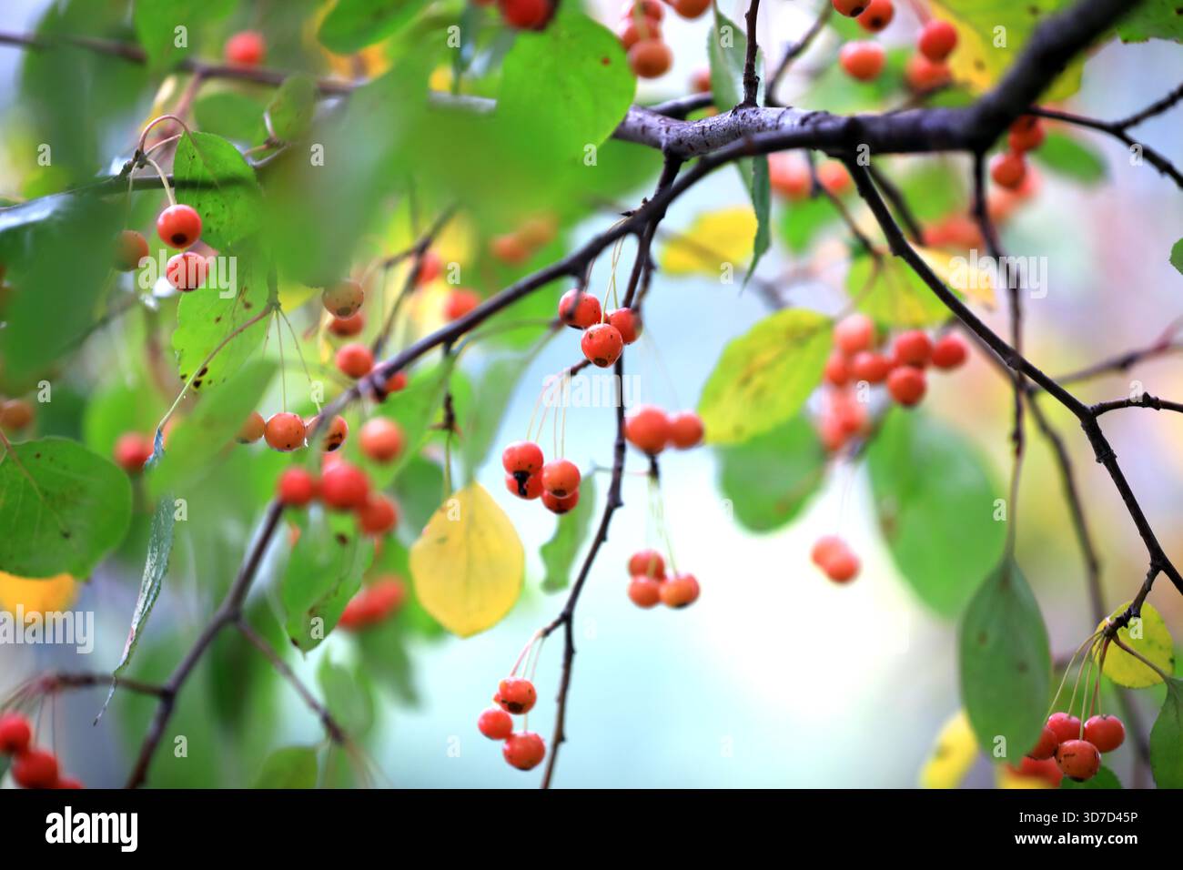 Crab apples are in the tree in Huai'an City, east China's Jiangsu ...