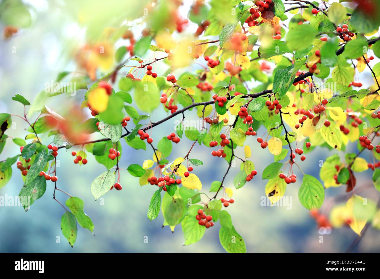 Crab apples are in the tree in Huai'an City, east China's Jiangsu ...