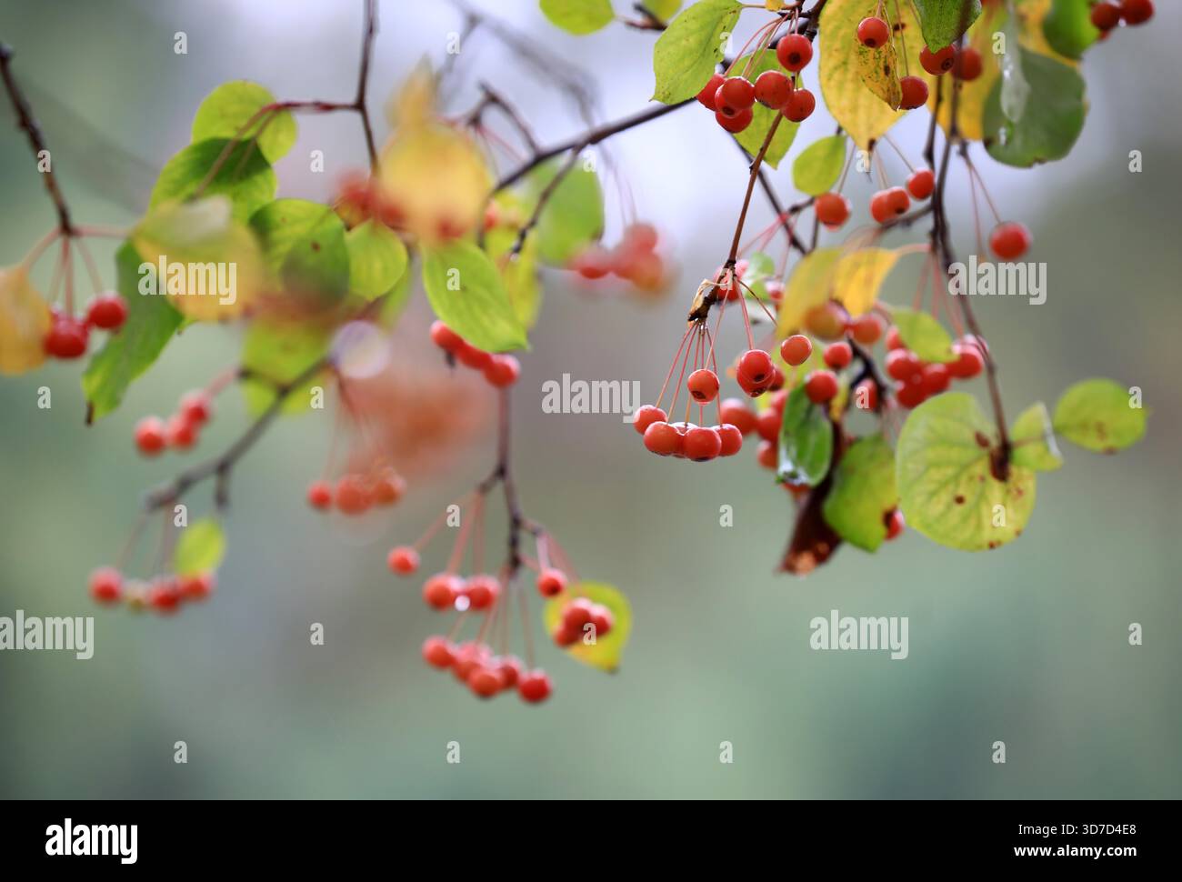 Crab apples are in the tree in Huai'an City, east China's Jiangsu ...