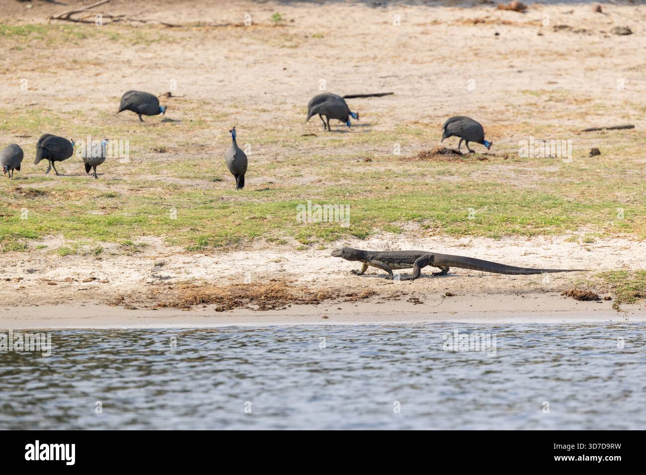 Large nile monitor walking hi-res stock photography and images - Alamy