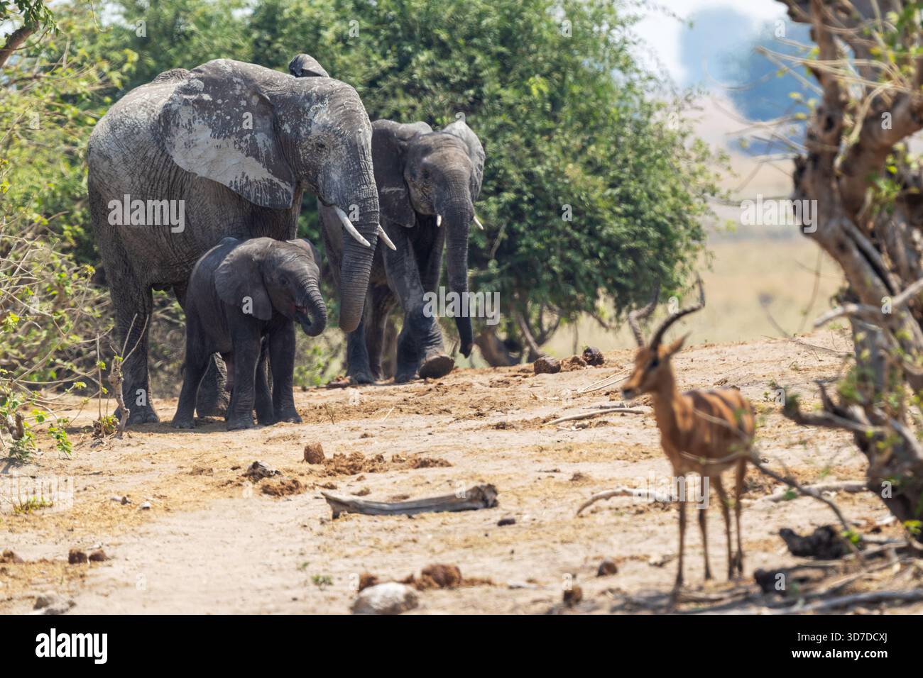 An African bush elephant family approaching and an Impala in the ...