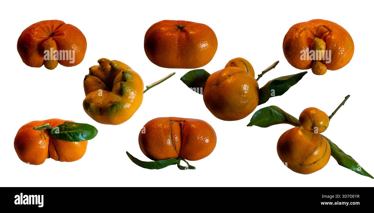 Deformed tangerines presenting varied natural mutations and shapes ...