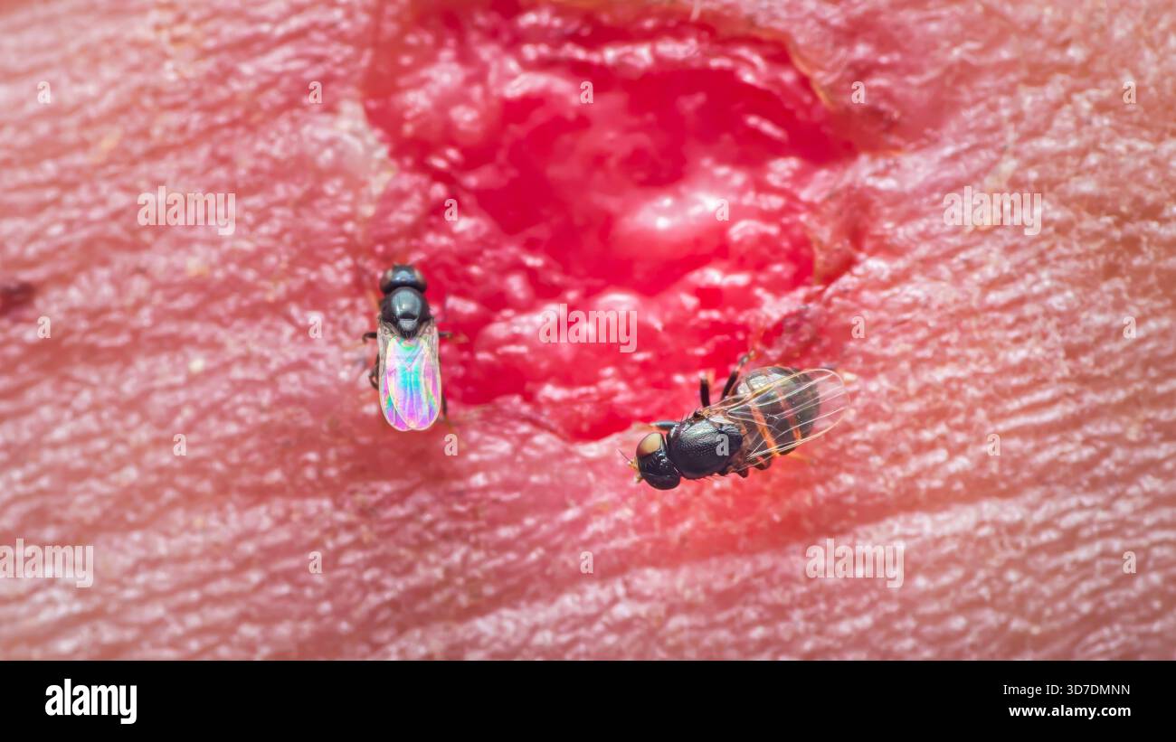 Potential eye damage hi-res stock photography and images - Alamy
