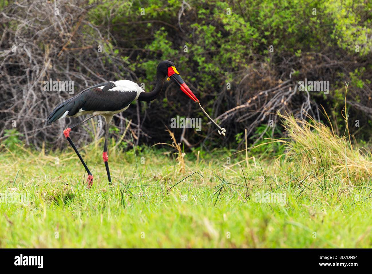 Bird capturing snake hi-res stock photography and images - Alamy