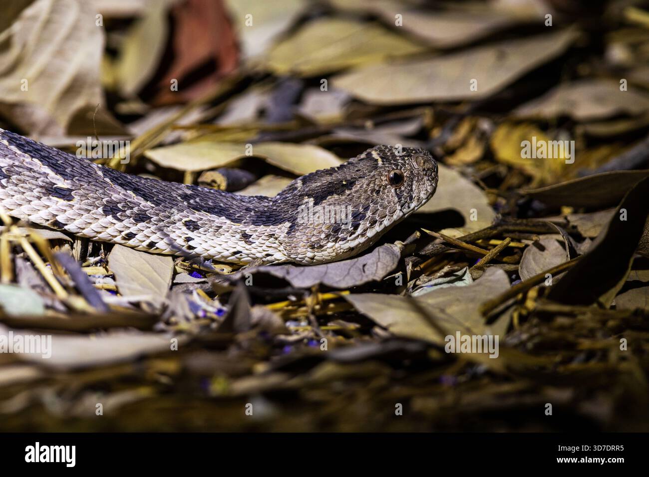 Closeup portrait of a highly venomous viper, the Puff adder during ...