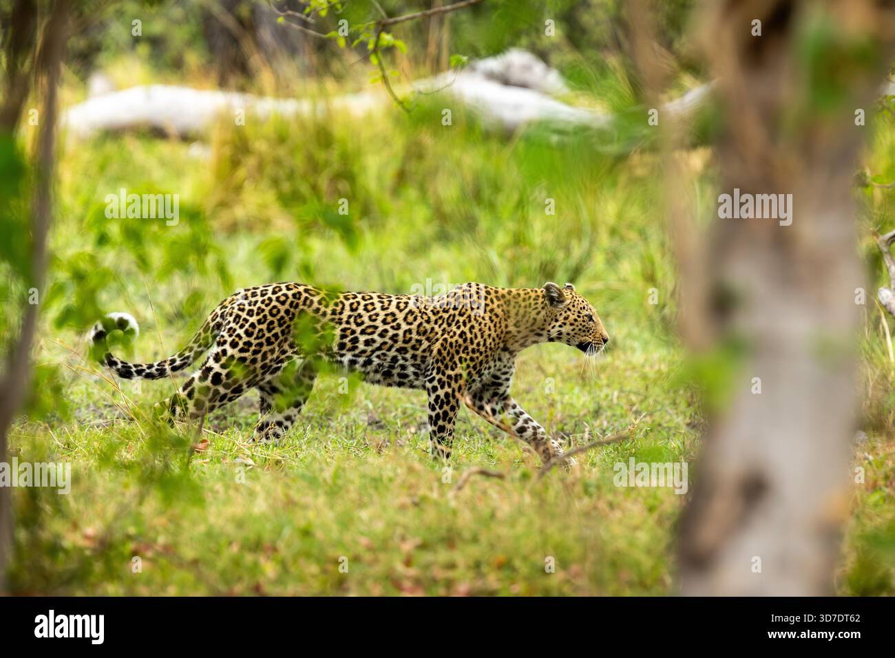 A large predator, the Leopard walking in the middle of a woodland ...
