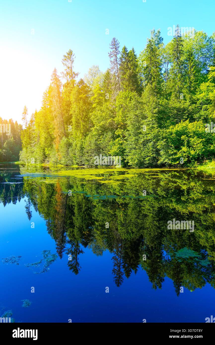 Scenery blue water and sky in a forest lake mixed forests of coniferous ...