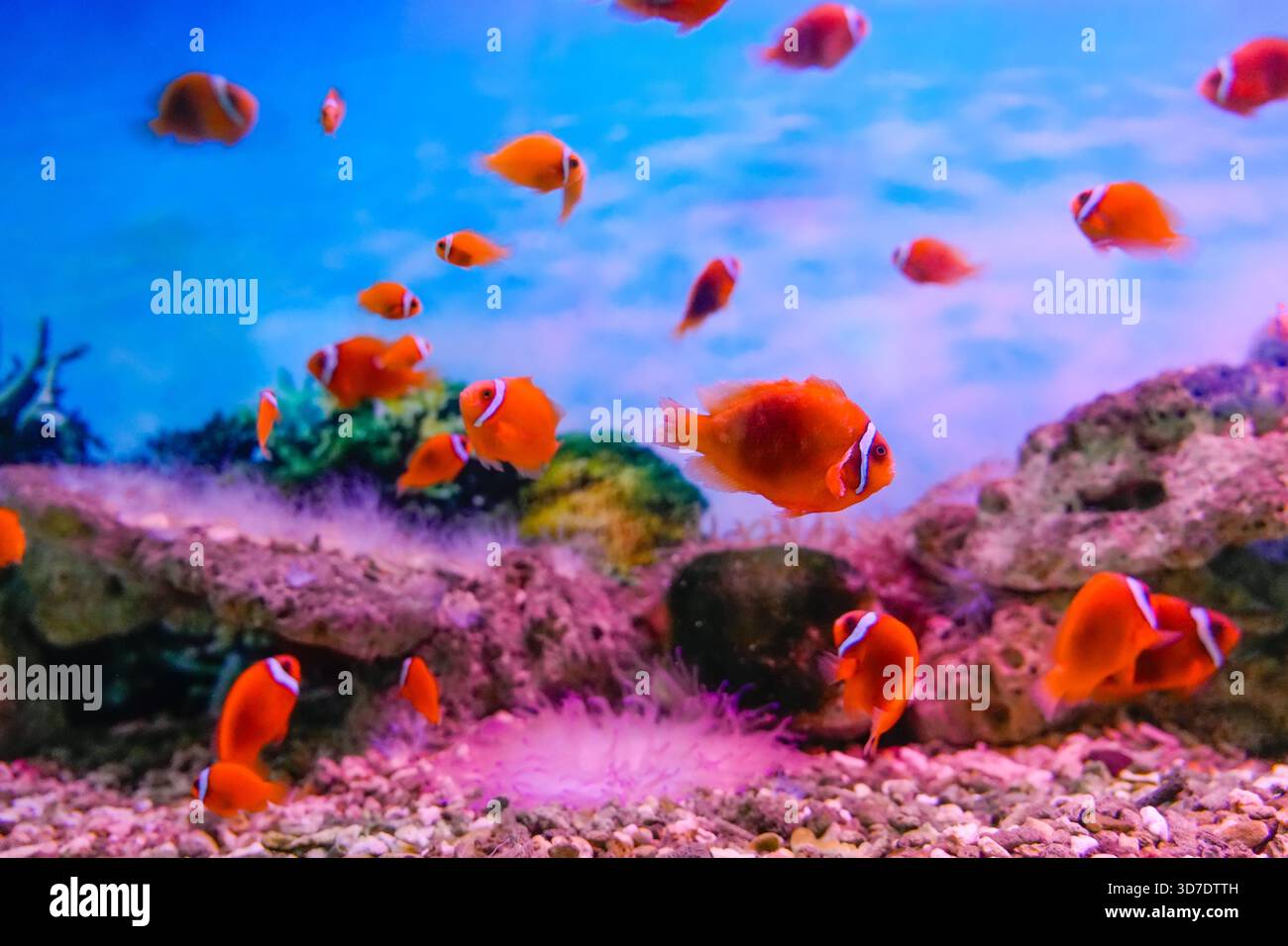 Clown fish Amphiprion ocellaris swim family group in polyps poisonous ...