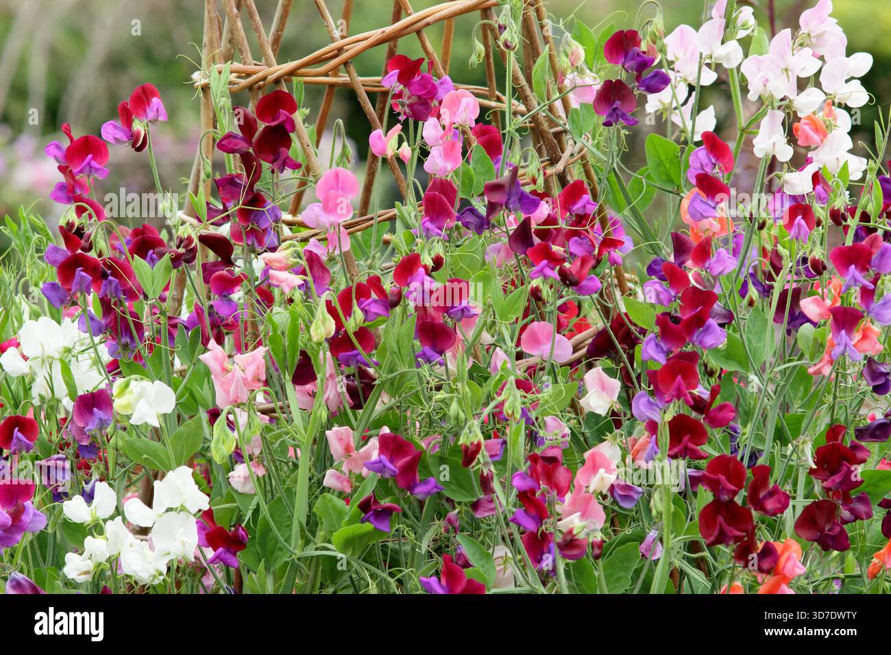Sweet peas climbing a wigwam. Lathyrus odoratus Old Spice Mix, a ...