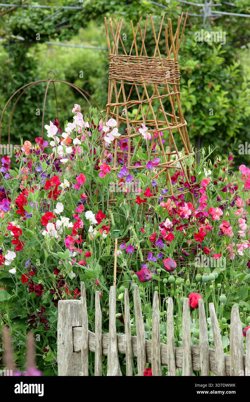 Sweet peas climbing a wigwam. Lathyrus odoratus Old Spice Mix, a ...