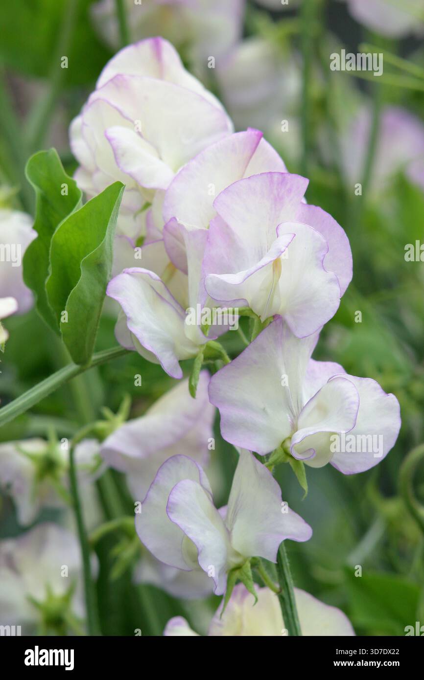 Picotee edge hi-res stock photography and images - Alamy