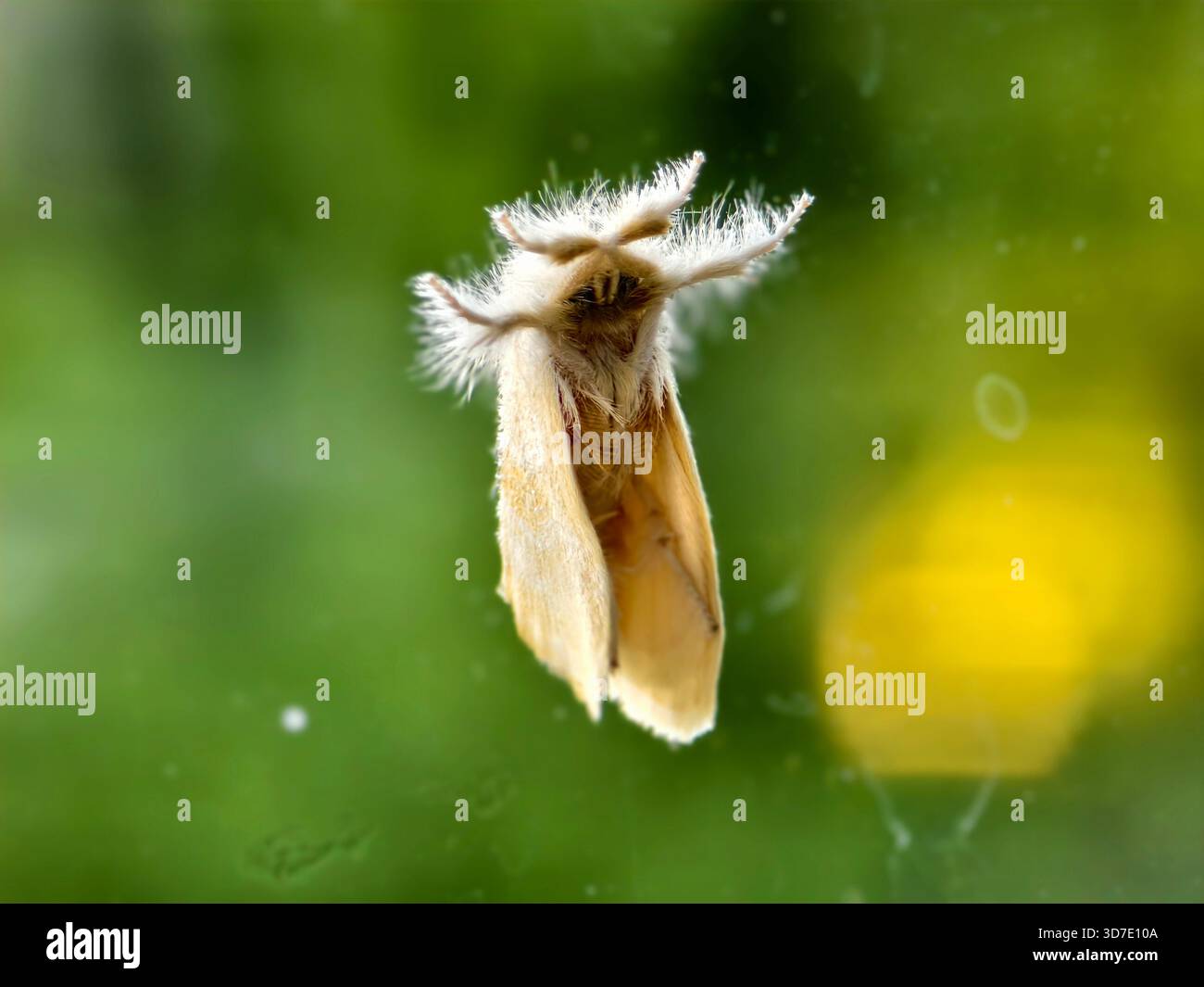the internal facing view parts of body an adult brown tail moth or ...