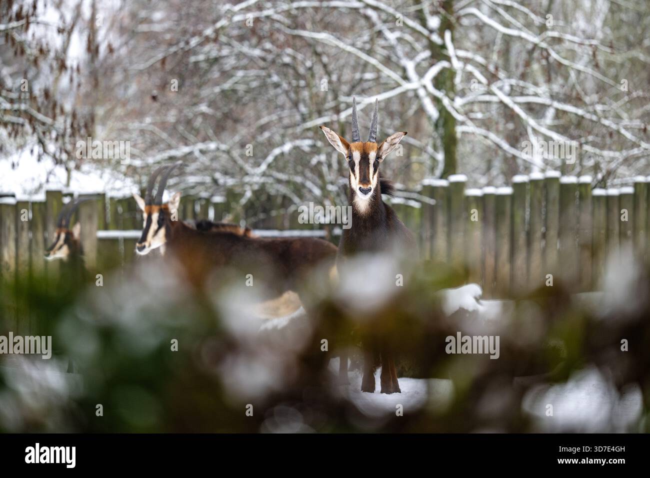 Sable antelope (Hippotragus niger) in a snowy enclosure in the Safari ...