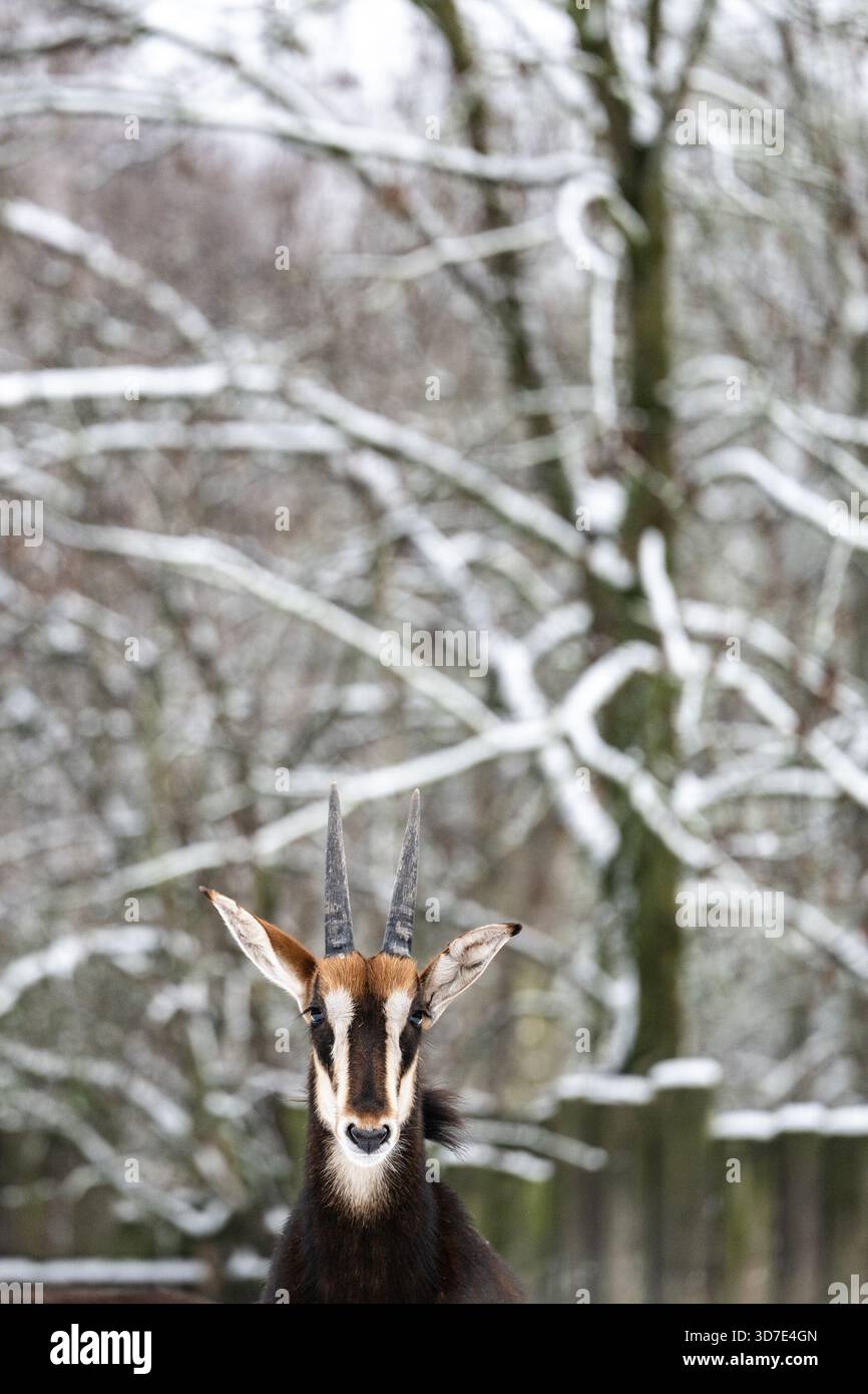 Sable antelope (Hippotragus niger) in a snowy enclosure in the Safari ...
