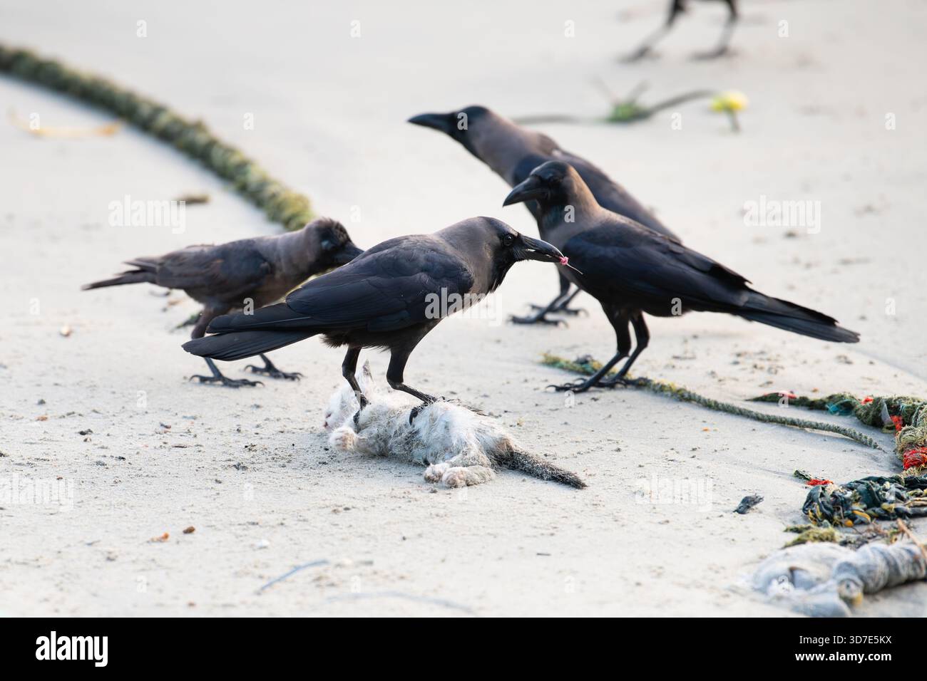 Black raven or crow bird is eating a dead cat on the beach, carcass ...