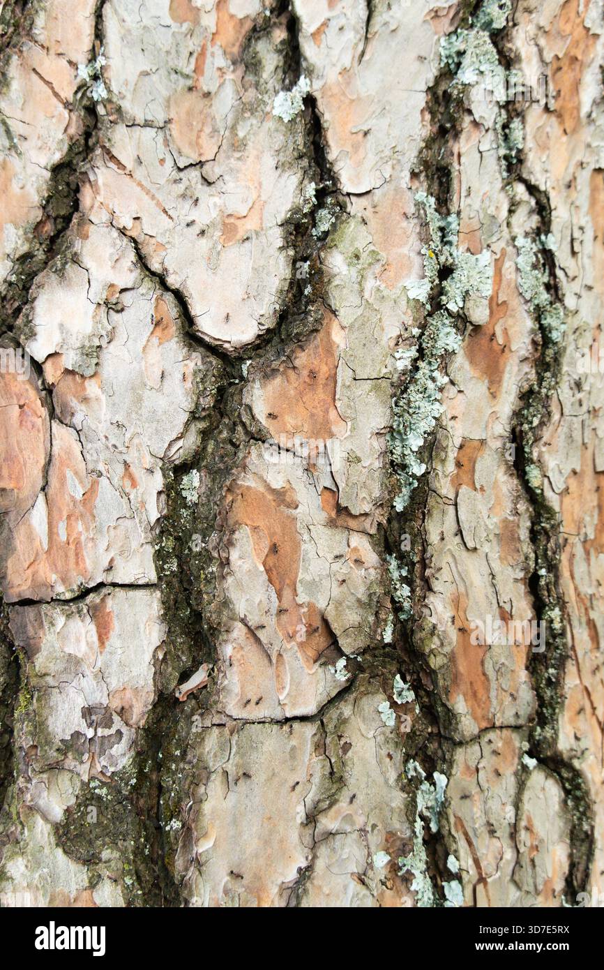 scaly bark of a pine tree and ants Stock Photo - Alamy