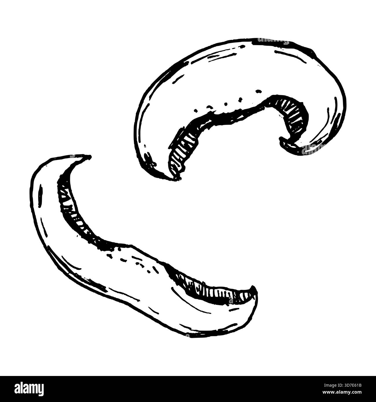 Mushrooms caps Black and White Stock Photos & Images - Alamy