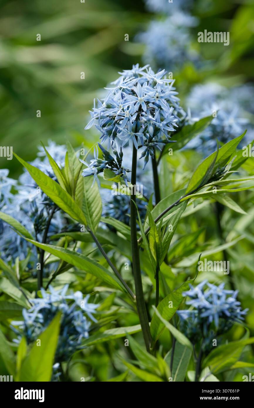 Willow leaf bluestar hi-res stock photography and images - Alamy