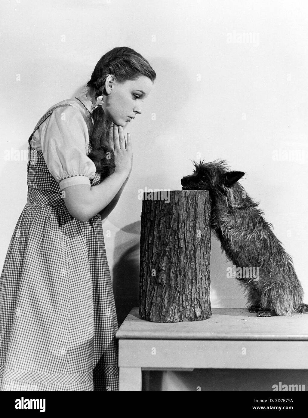 The Wizard of Oz (MGM 1939) Judy Garland as Dorothy and Terry the dog ...