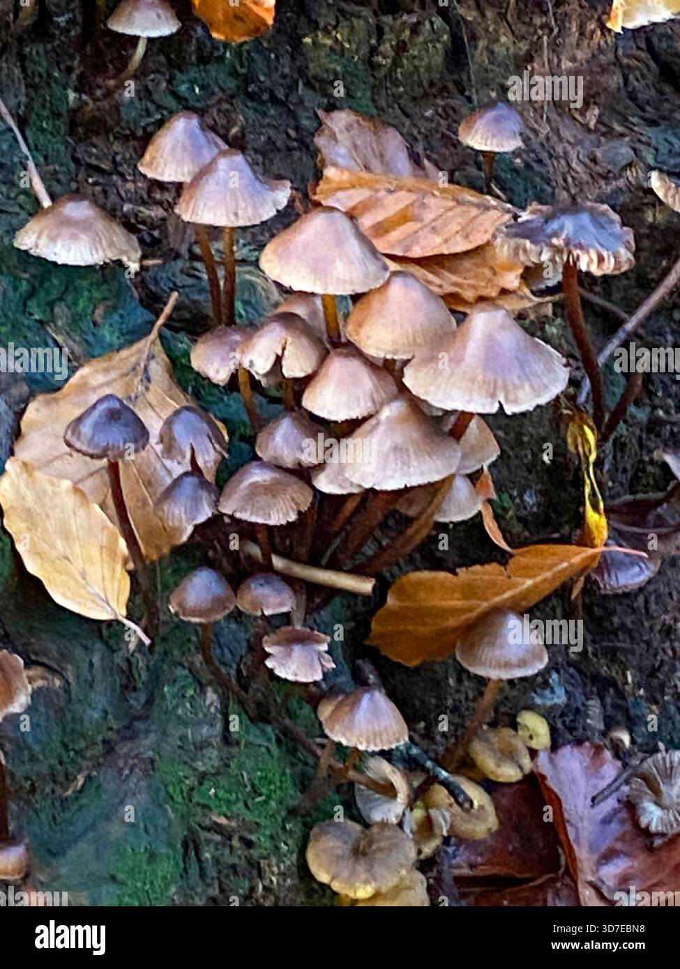 A clutch of Bonnet mushrooms are fungi that grow on decaying wood, such ...