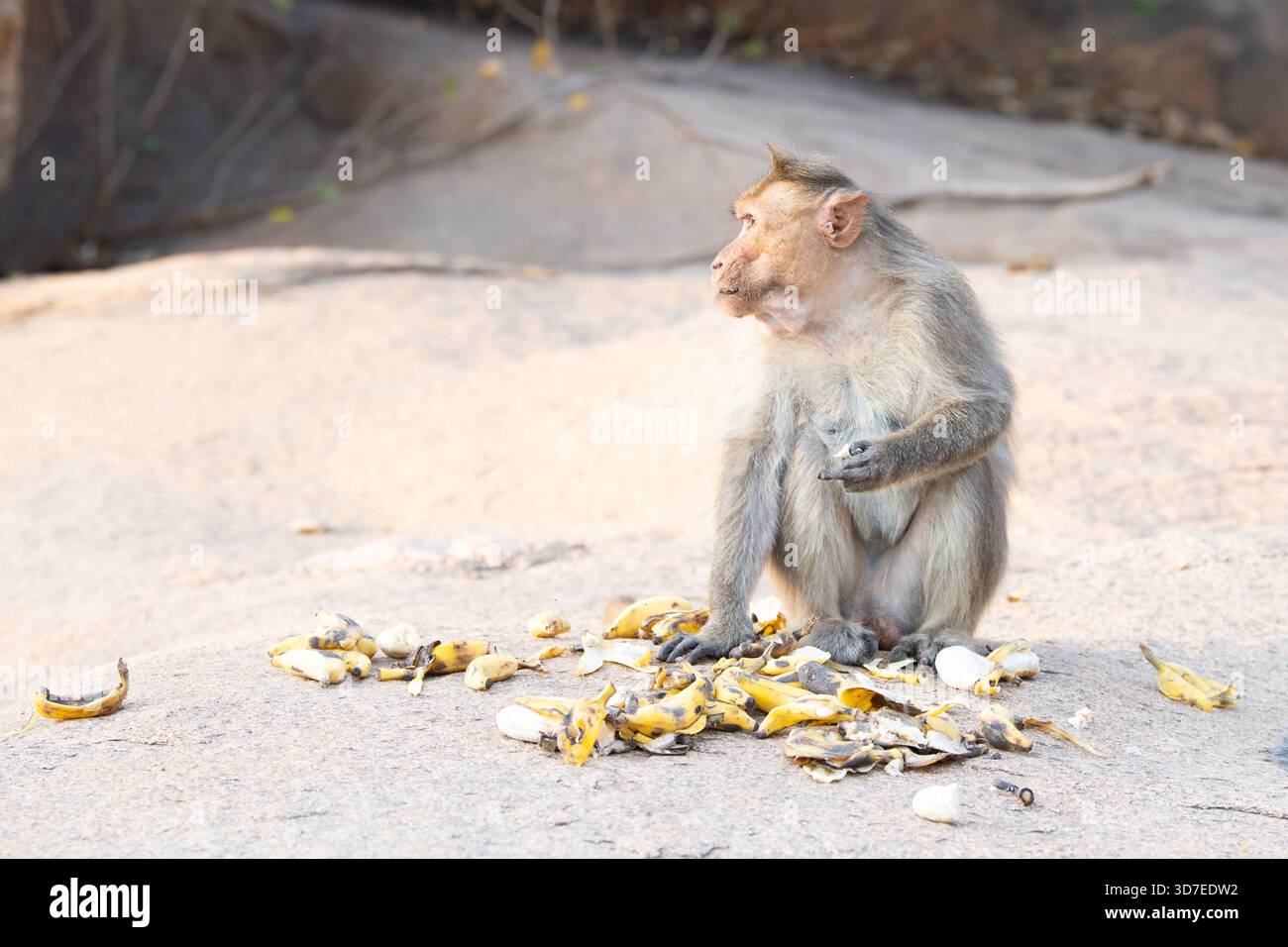 Rhesus Monkey Eating Banana, Barbary Macaque Ape, Wildlife In Urban ...