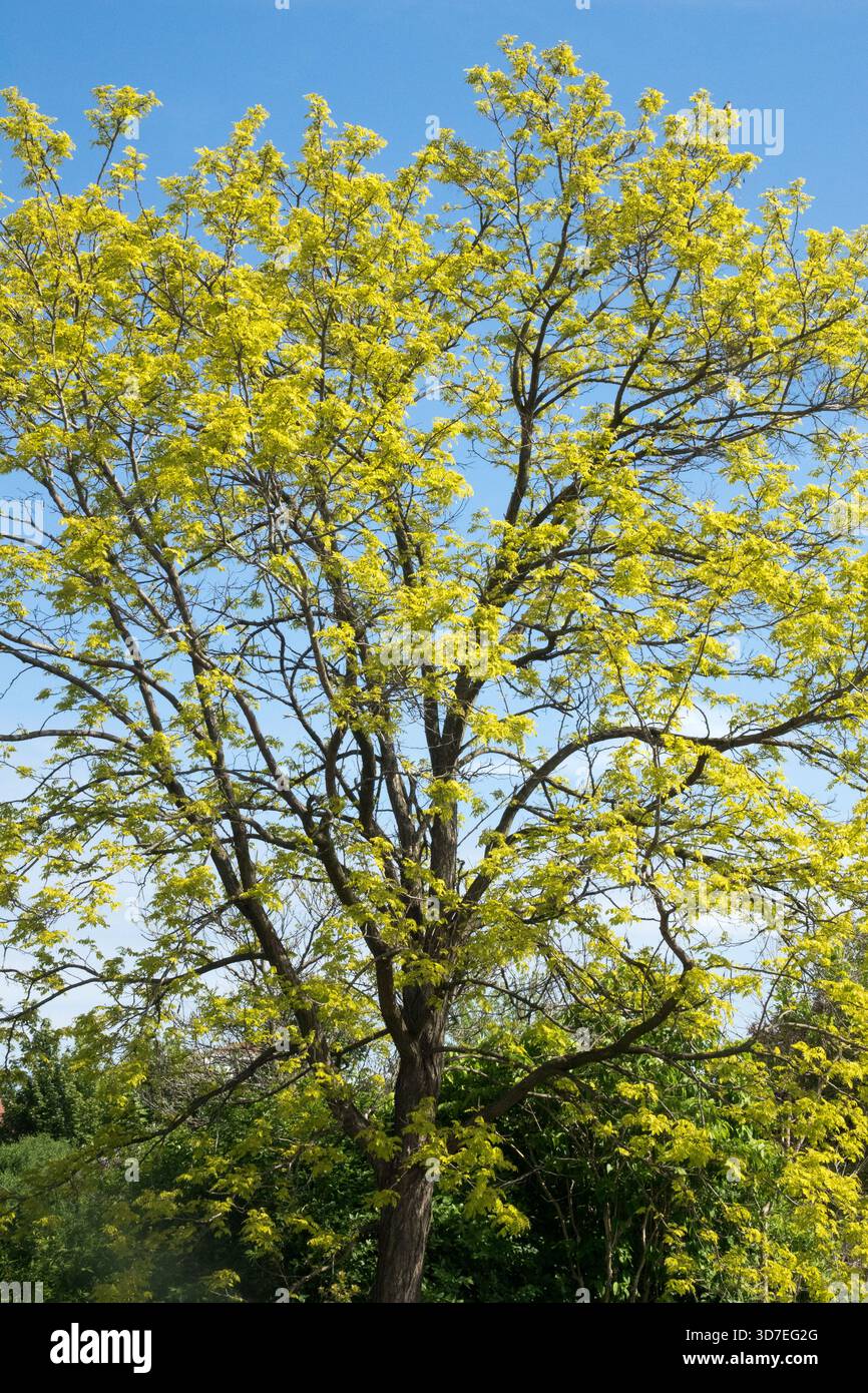 Robinia pseudoacacia frisia false acacia hi-res stock photography and ...