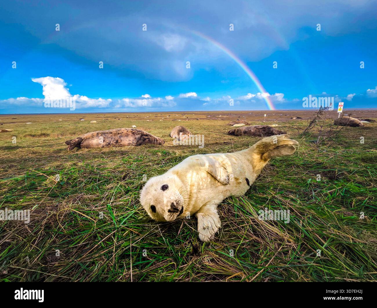 A grey seal pup at the Donna Nook National Nature Reserve in north ...