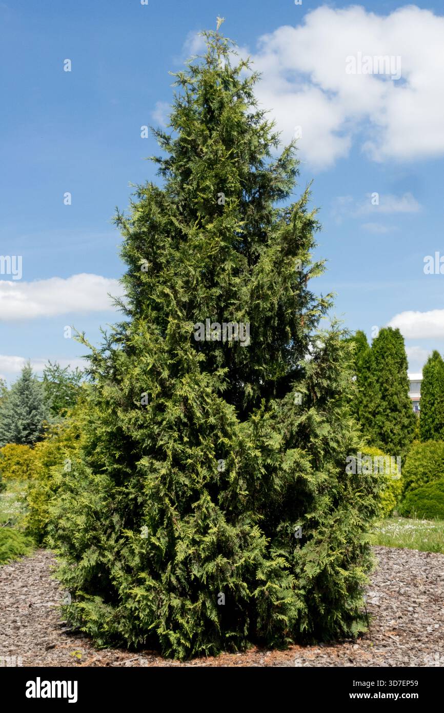 Nootka cypress tree garden hi-res stock photography and images - Alamy