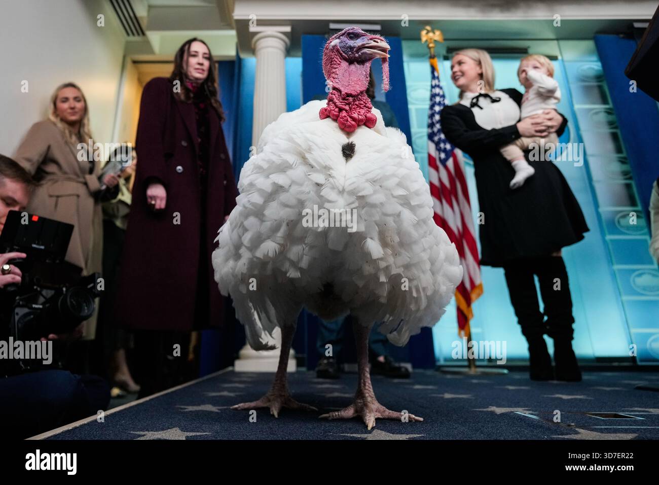 Waddle, the alternate national Thanksgiving turkey, stands in the White ...