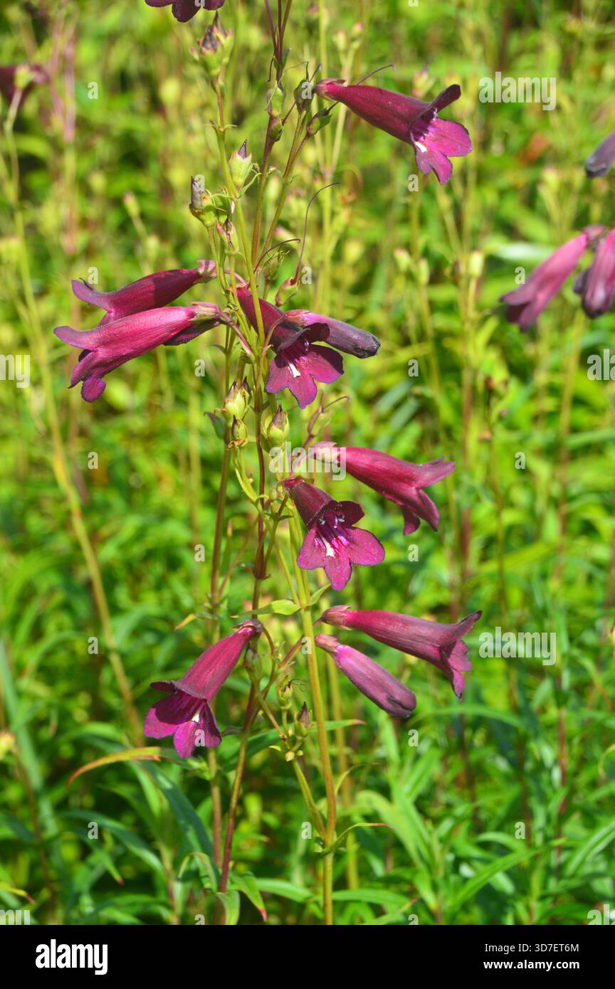 Purple Penstemon 'Pensham Plum Jerkum' (Pensham Series) Flowers on ...