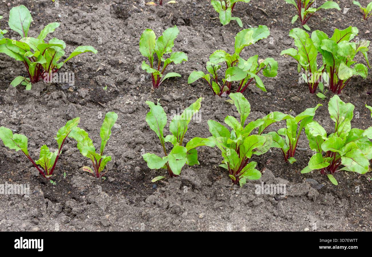 Growing beets. Organic farming. Young beet sprouts Stock Photo - Alamy
