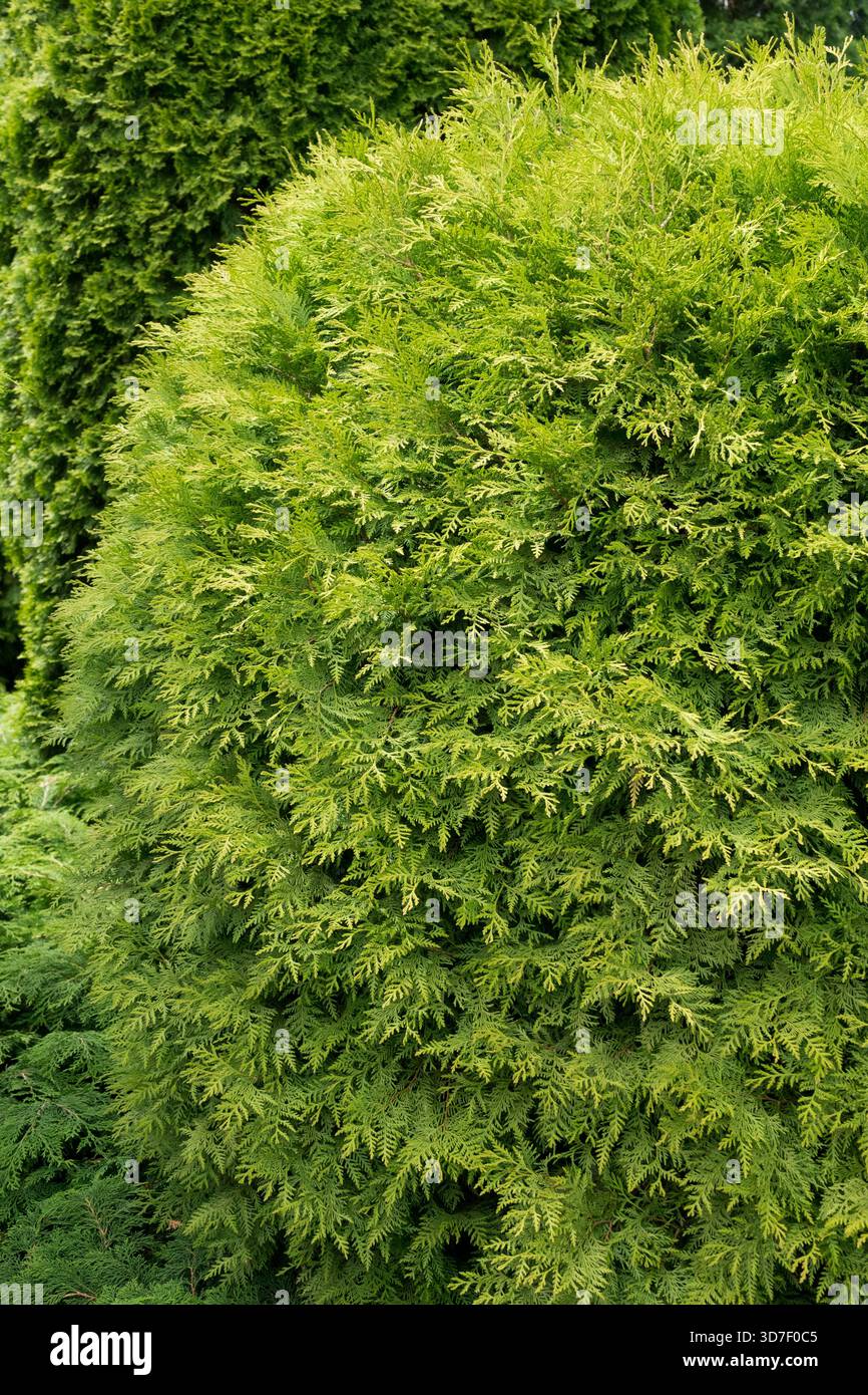 Globe shaped thuja cedar hi-res stock photography and images - Alamy