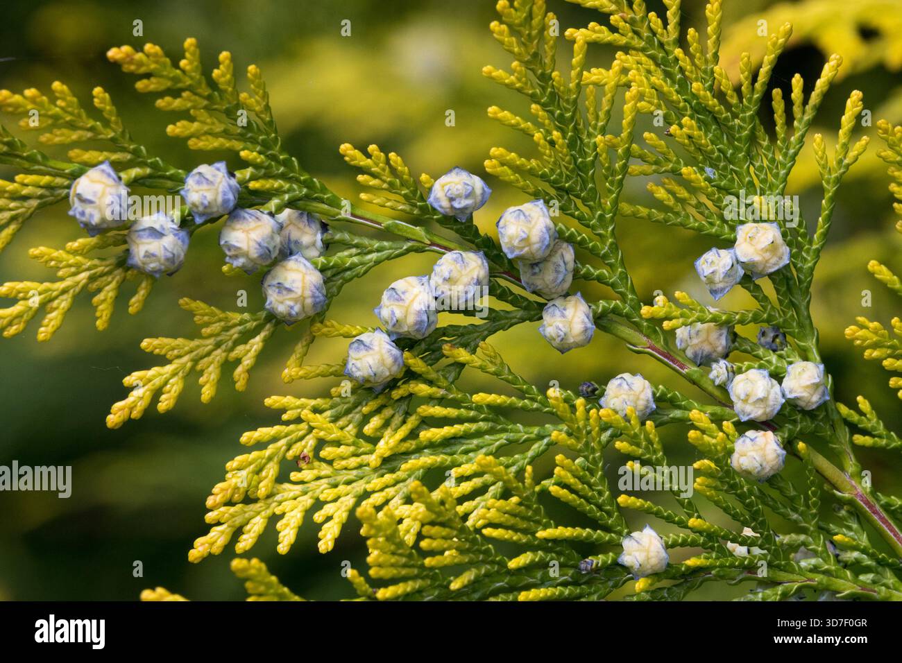 Chamaecyparis lawsoniana "Ivonne" Lawson False Cypress Cones ...