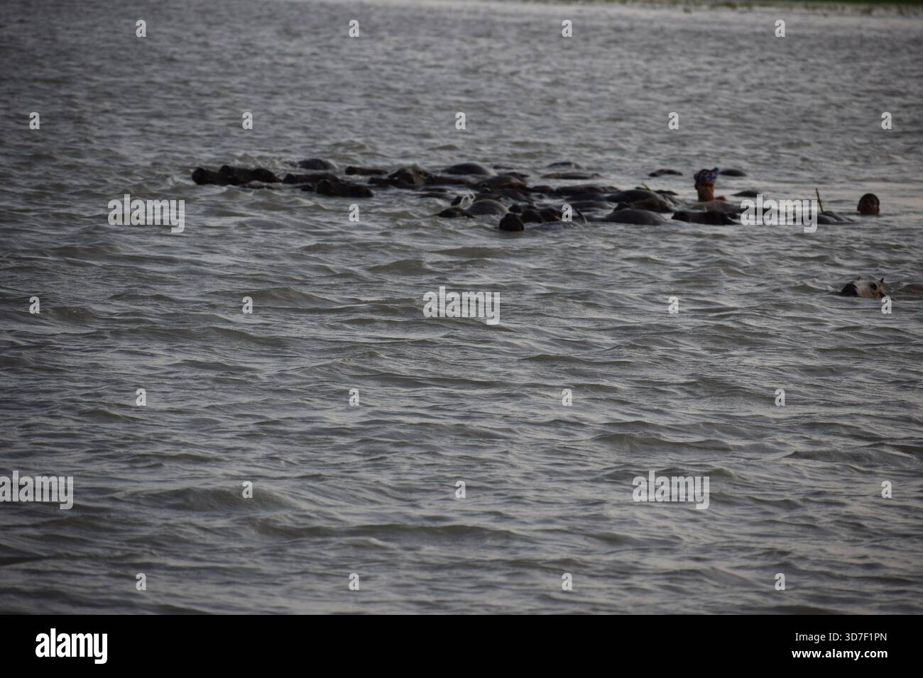 Water Buffalo - The Gentle Giant of Rural Life Stock Photo - Alamy