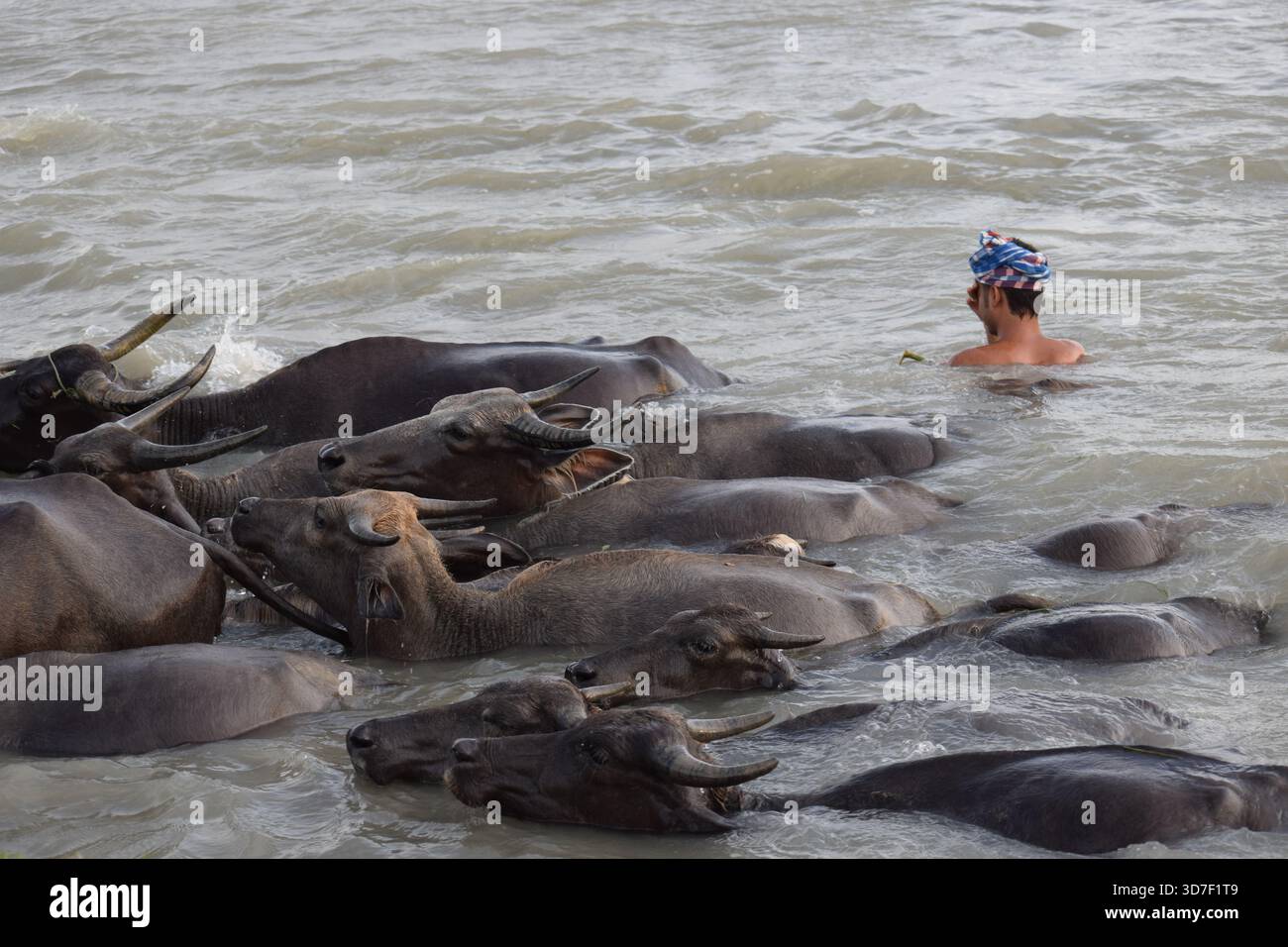 Water Buffalo - The Gentle Giant of Rural Life Stock Photo - Alamy
