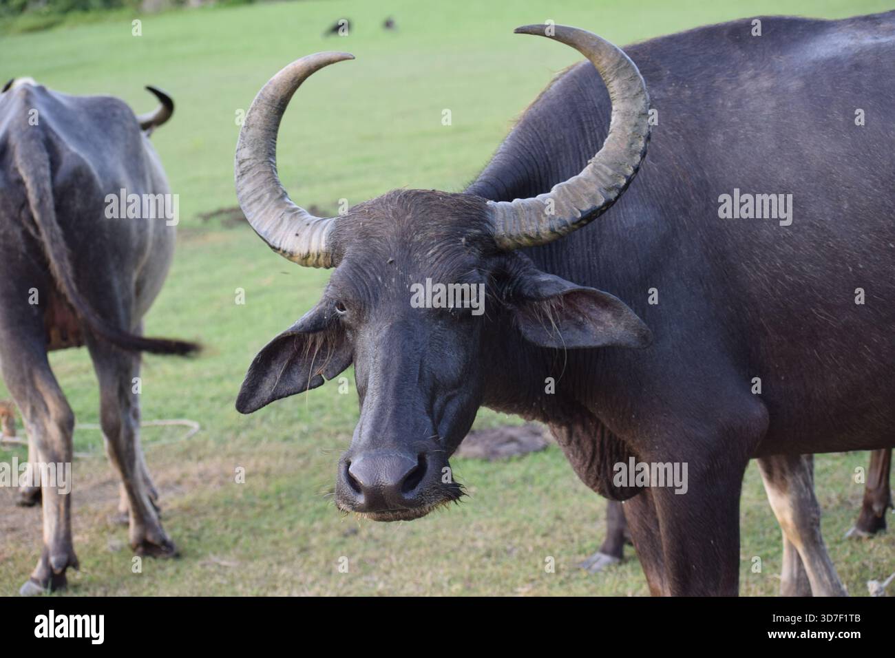 Water Buffalo - The Gentle Giant of Rural Life Stock Photo - Alamy