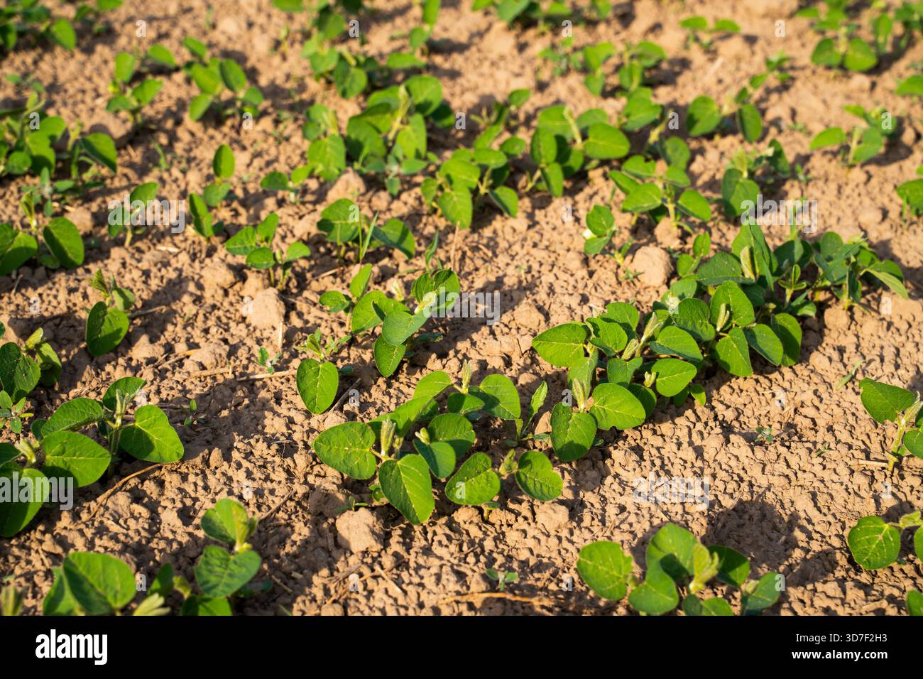 Young soybean plants sprouting in field during early growth stage Stock ...