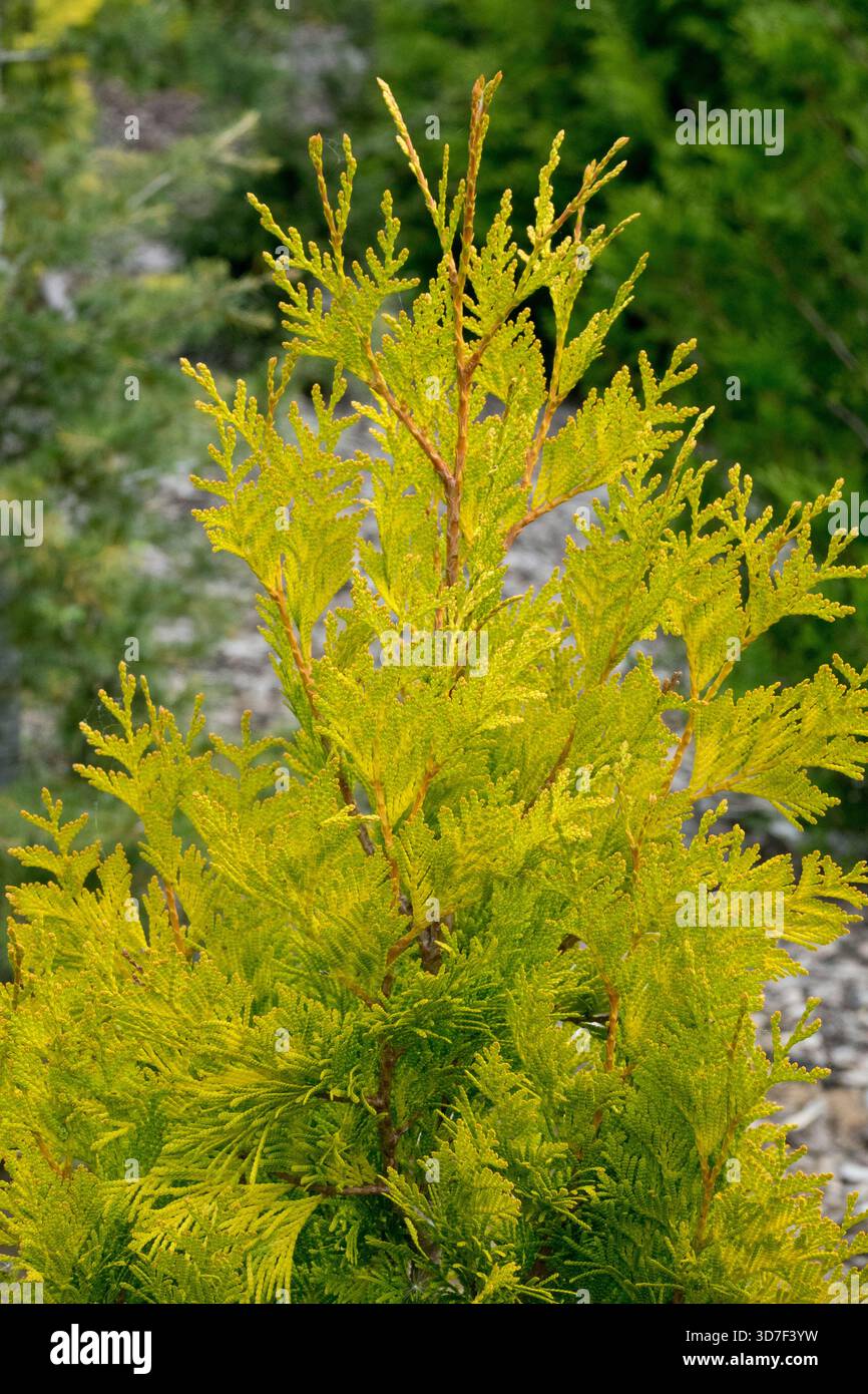 Thuja plicata "4ever Goldy" Western Red Cedar Western Arborvitae ...