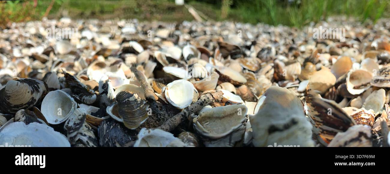 View scattered shells spread hi-res stock photography and images - Alamy