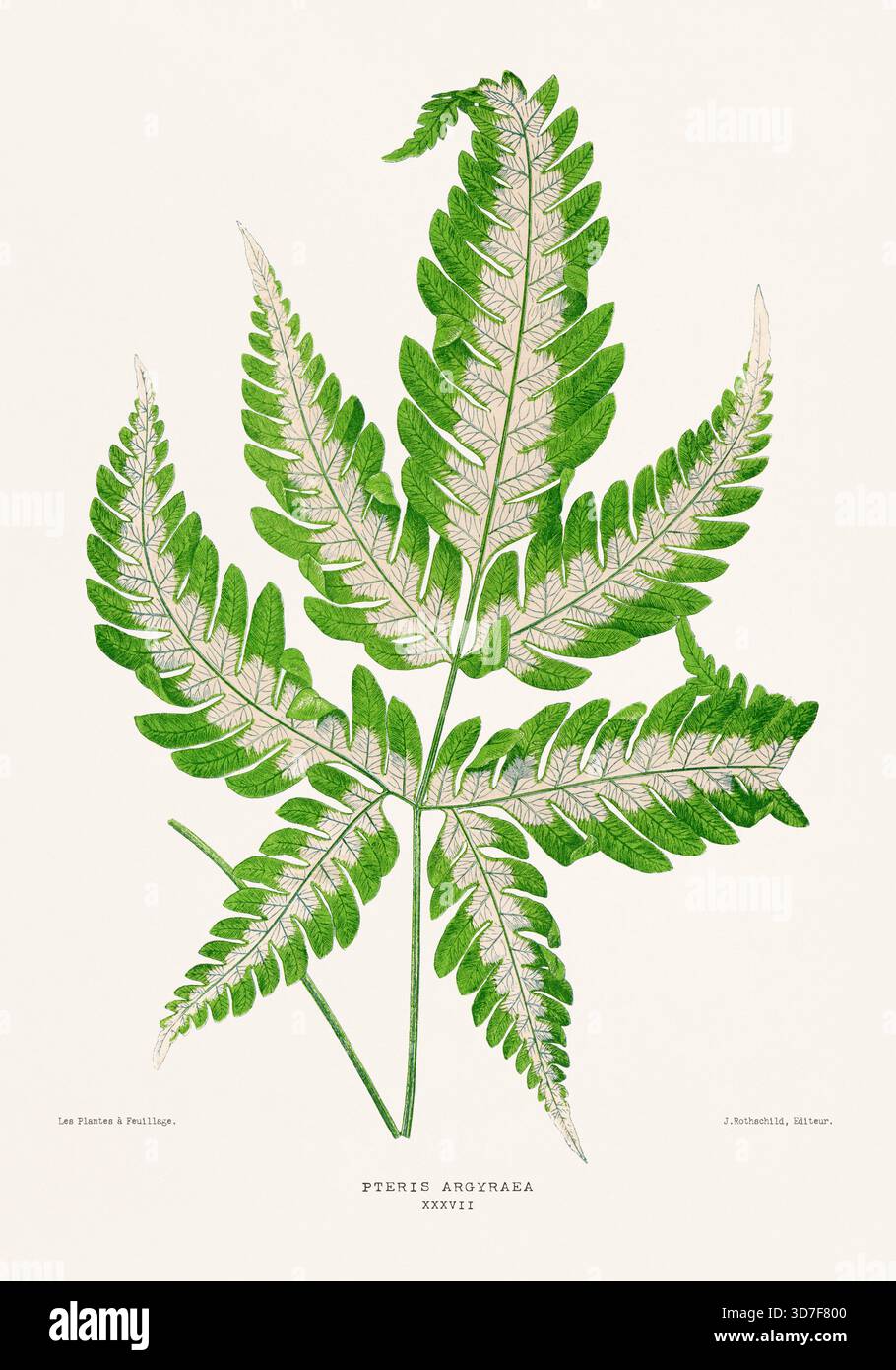 Pteris Argyrea leaf illustration. Vintage plate from a French botanical ...